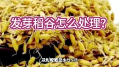 发芽稻谷怎么处理?