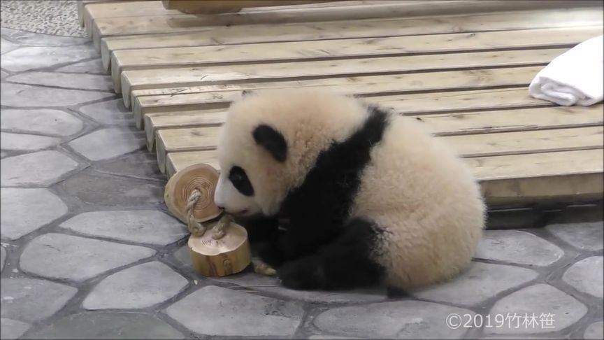 日本动物园内的大熊猫,独自玩得还挺嗨!