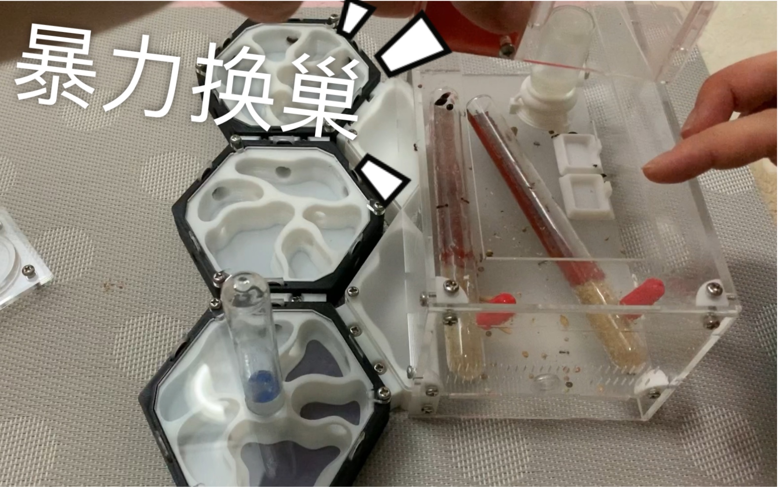 【工匠收获蚁养殖日记】蚁巢开箱+换巢