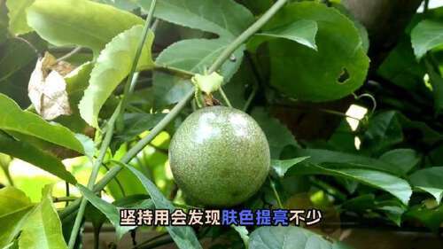 百香果皮别扔!10大惊人功效让你大开眼界,第5个太意外了!