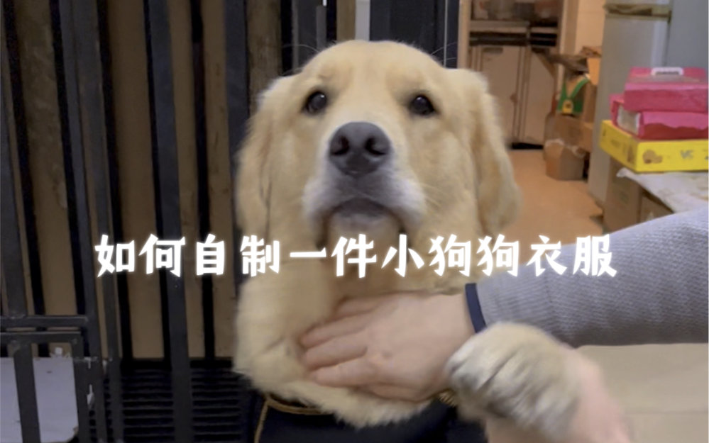 如何自制一件小狗狗衣服?