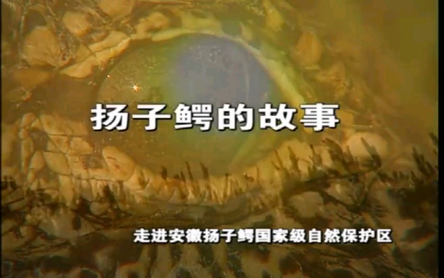 【自然动物纪录片】扬子鳄的故事——走进安徽扬子鳄国家级自然保护区