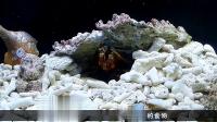用液氮冰冻皮皮虾,解冻后皮皮虾能活过来吗?一起见识下!