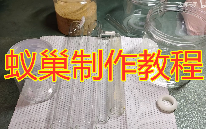 【蚂蚁百科第五期】在家就能简单制作的蚁巢