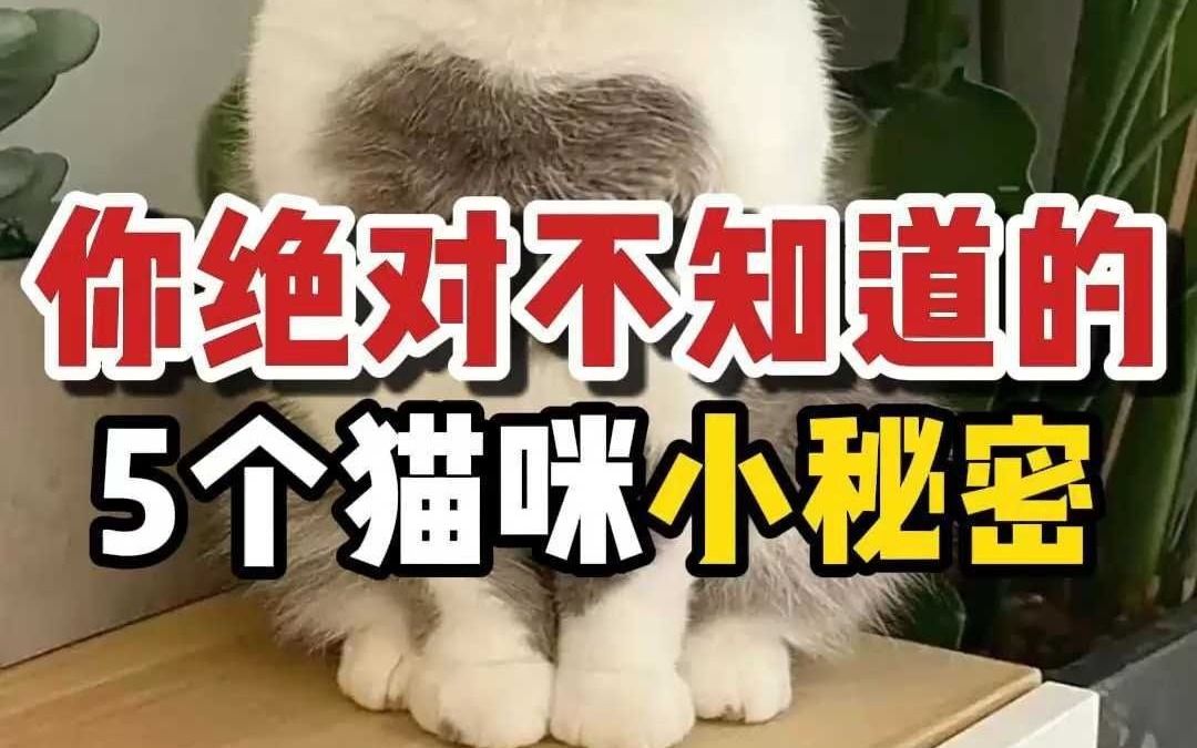 不养猫你绝对不知道的冷知识