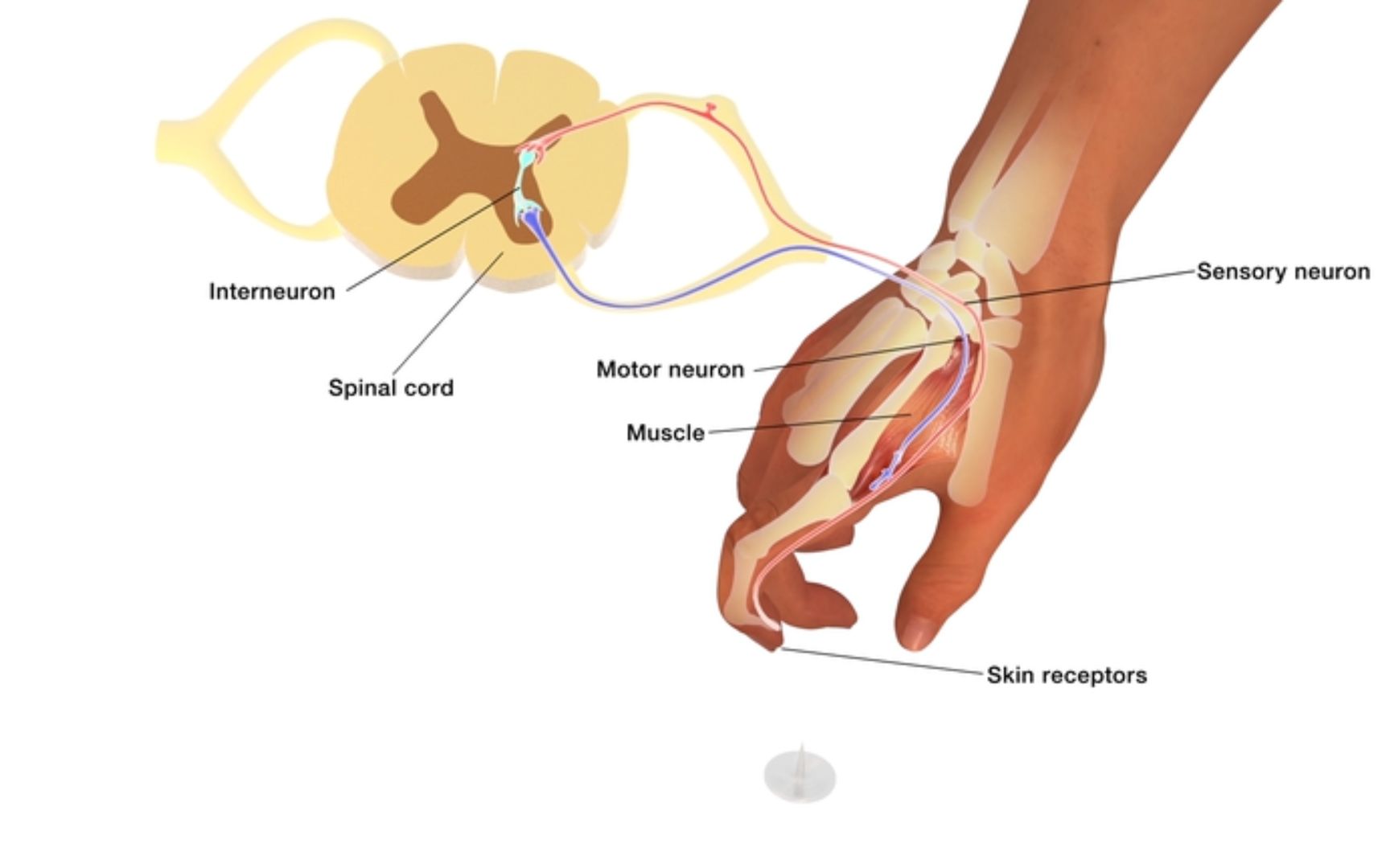 【心理学】《MyPsychLab》E03S13:感觉和运动神经元【中英字幕】