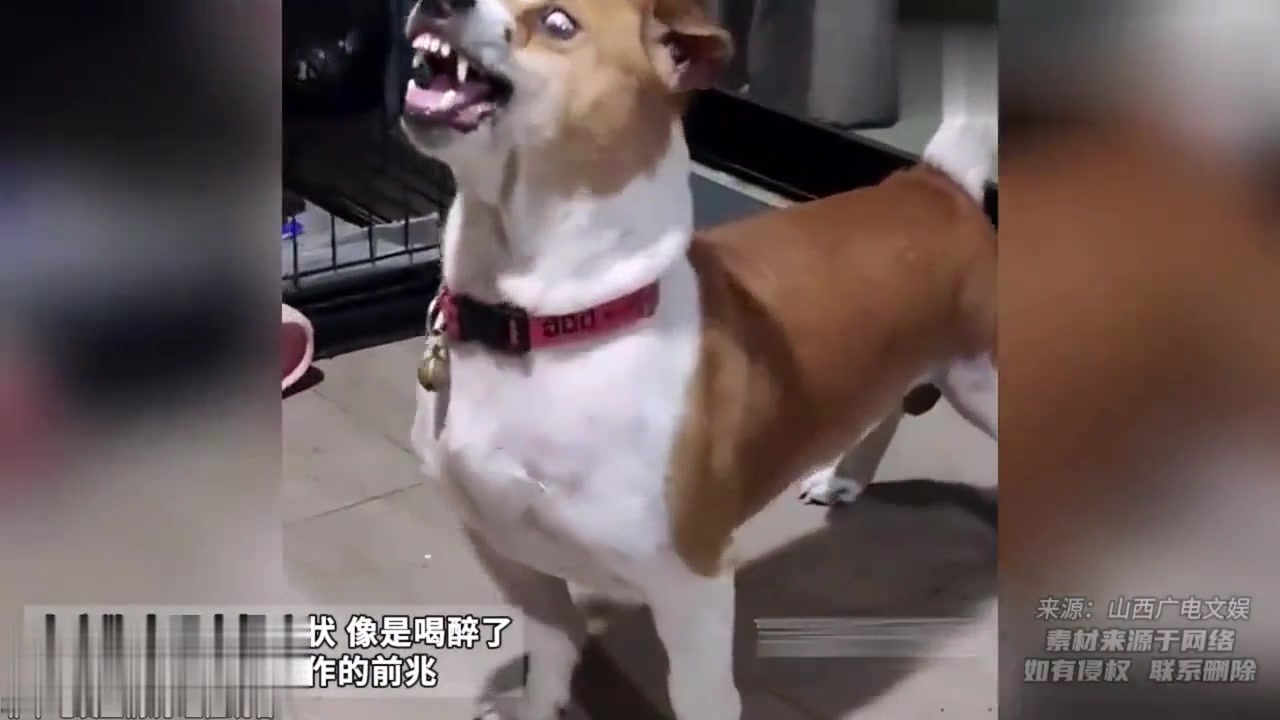 自家狗出现奇怪症状像是喝醉了这实际是狂犬病发作的前兆