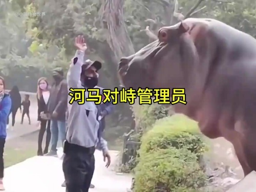 河马被动物管理员一吓,秒变萌宠!