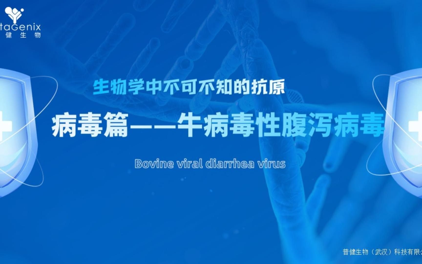 生物学中不可不知的抗原——牛病毒性腹泻病毒
