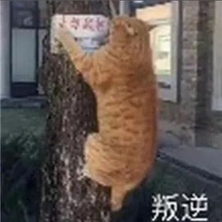 长寿乡搞笑姐