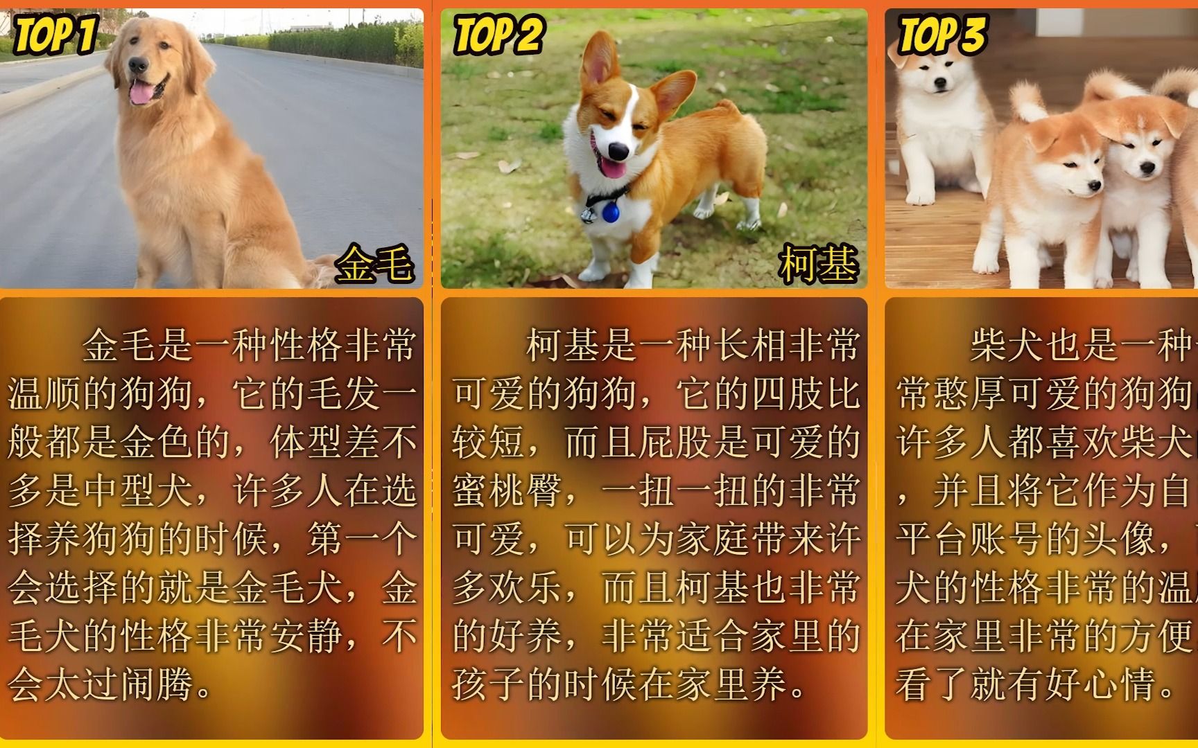 十大适合家养的狗,看了以后好想养一只