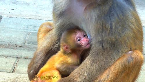 四娃出生第二天,叼着奶嘴闹脾气, 粗心猴妈毫无察觉却拔苗助长
