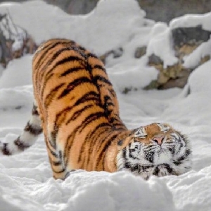 胡小闹呀 