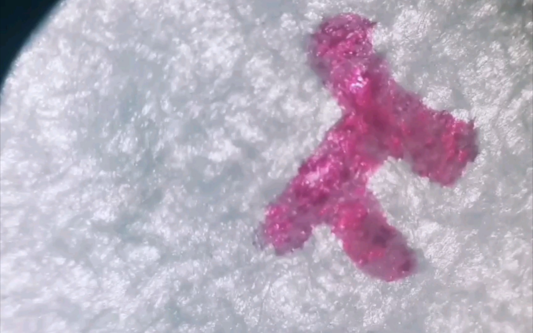 孩子们在显微镜下看到的像,这些临时玻片标本看起来那么多瑕疵,但...