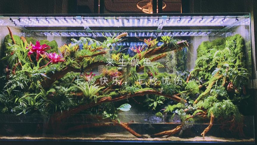 #抖音小助手 3米热带雨林景观#水族 #雨林缸造景