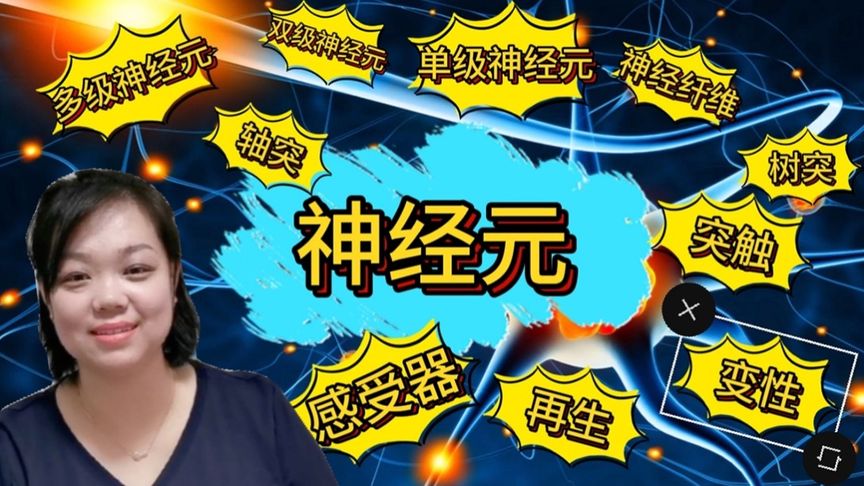 人类意识思维的结构基础,神经系统的基本机构和机能单位,神经元