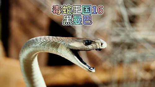 能伤害到人类的动物了解一下