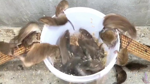 这个捕鼠神器真是简单又实用