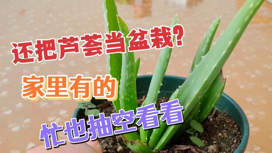 中华芦荟认识吗?家里有的请珍惜,好处一个比一个大,望你重视