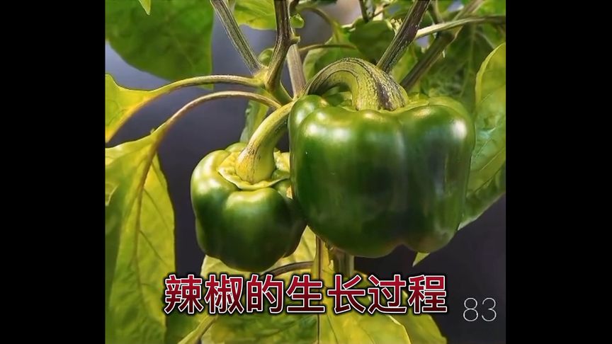 延时拍摄:辣椒种子生长过程