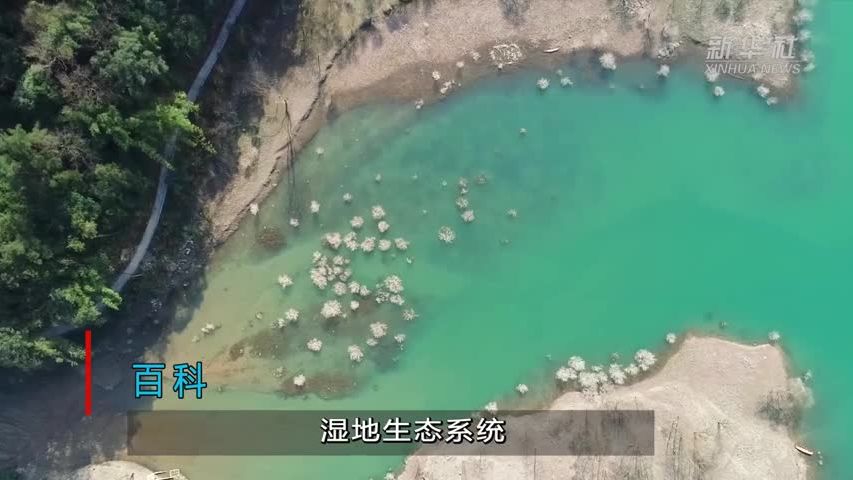 百科 湿地生态系统