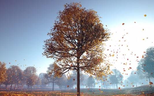 C4D教程:秋天树木环境场景建模渲染 Helloluxx - learn. Cinema 4D ...