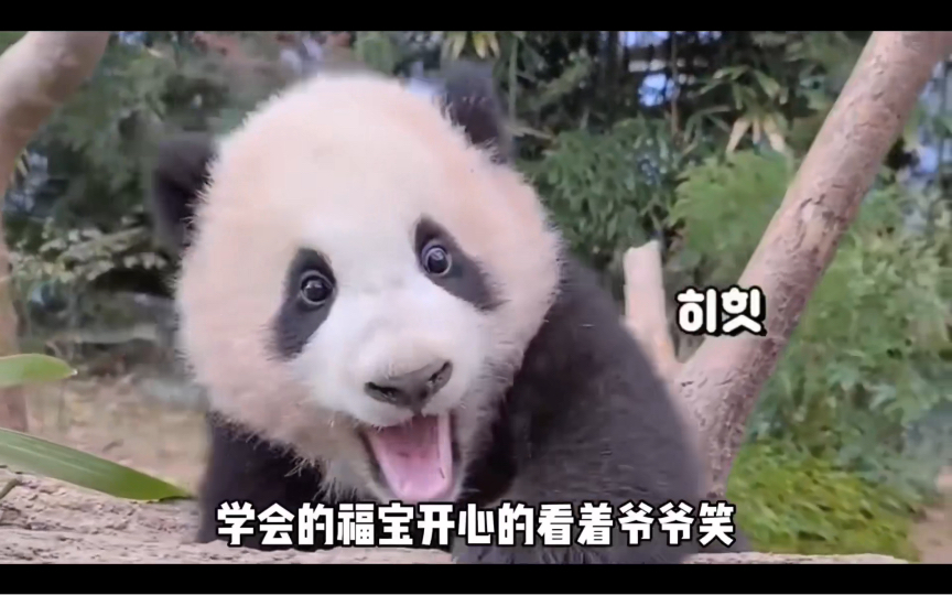 福猪猪和爷爷的故事