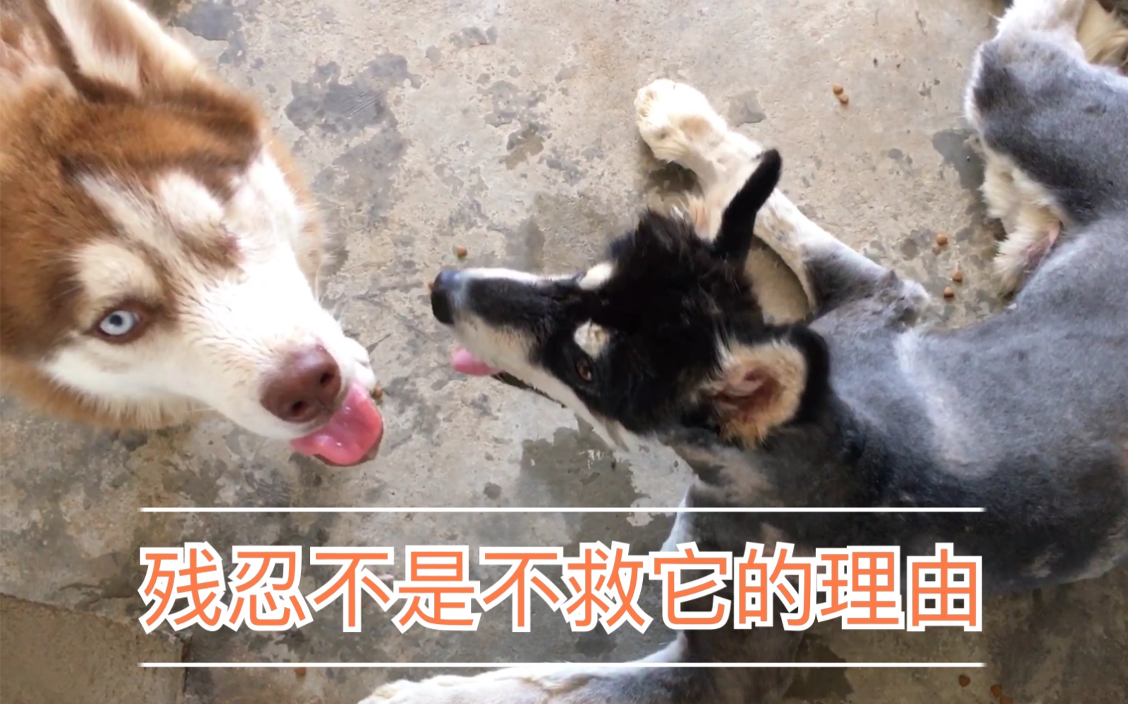 犬瘟后遗症,救了值得吗?只要它们想活着,就值得,无关残忍