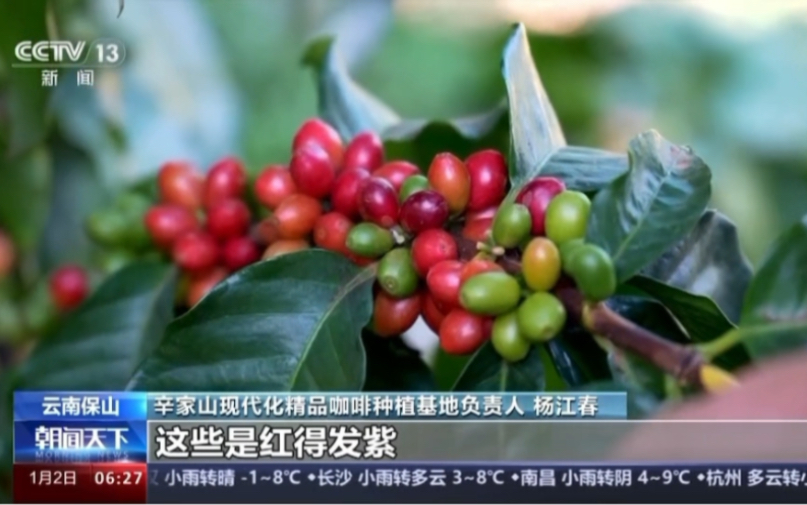 CCTV开年就点赞保山精品小粒咖啡在保山潞江坝的小粒咖啡种植带...