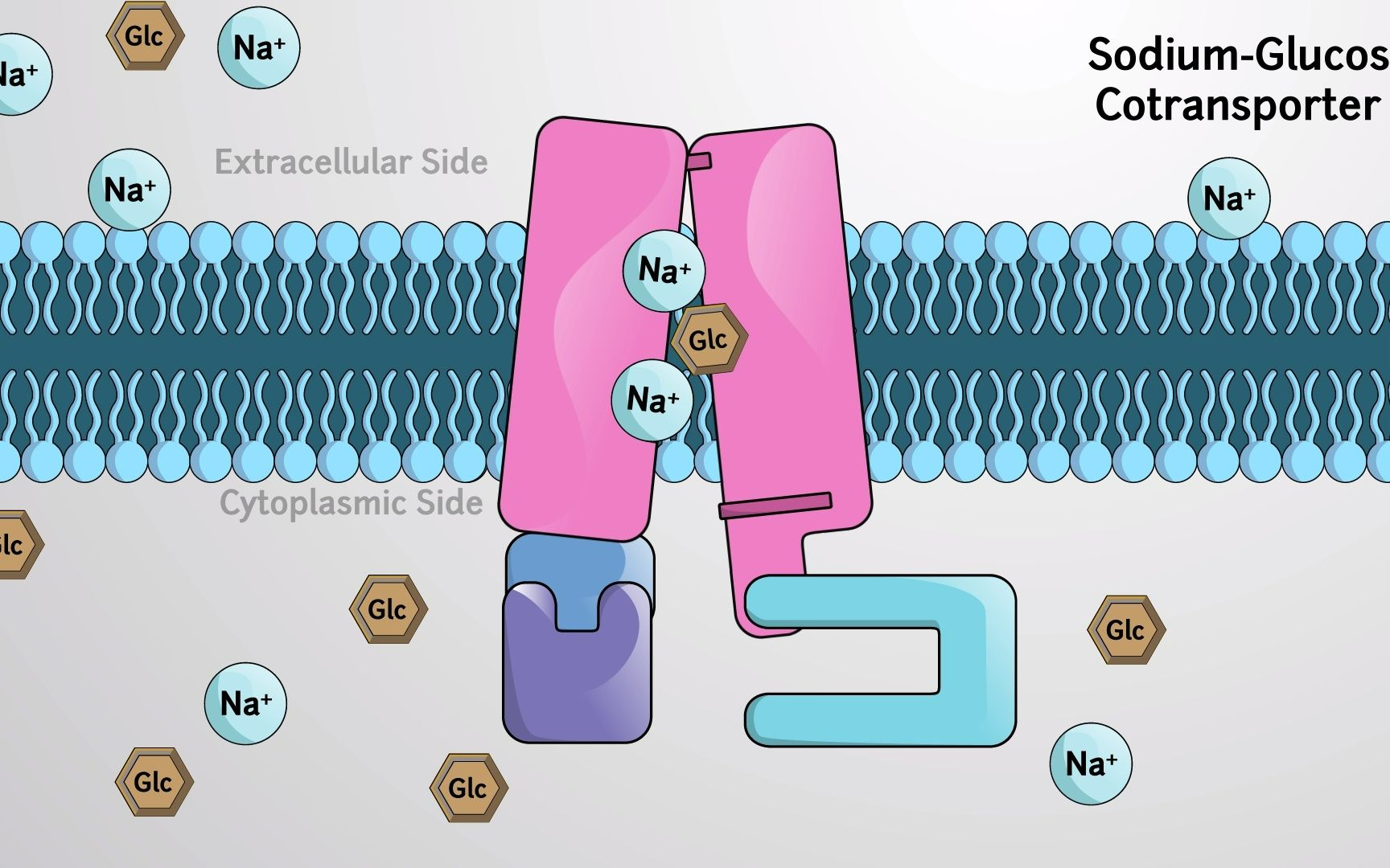 5.12二级主动运输