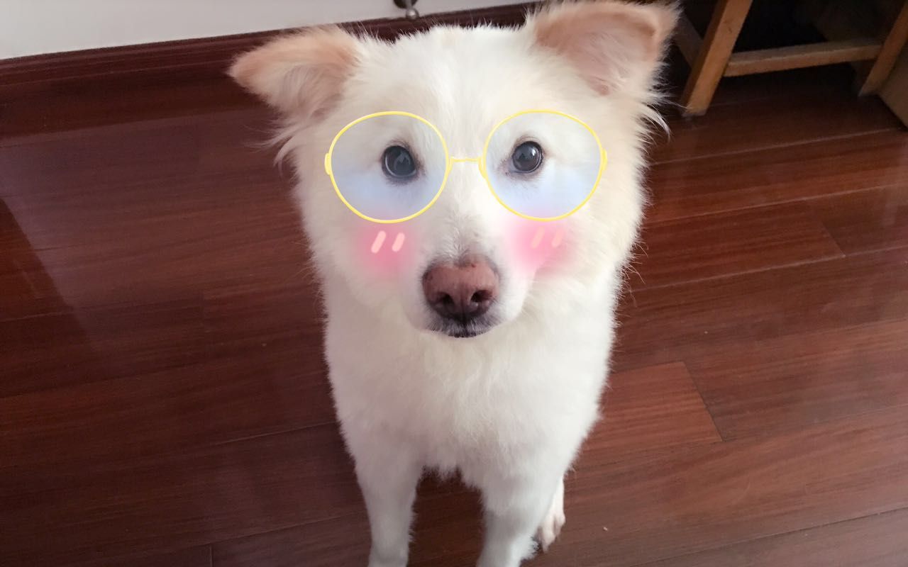 【中华田园犬】布英俊的日常