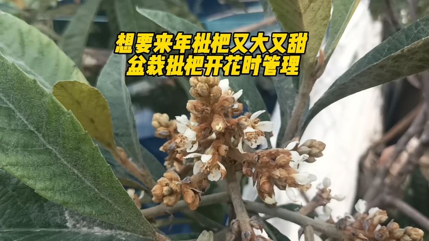 想要来年枇杷又大又甜 盆栽批杷开花时管理