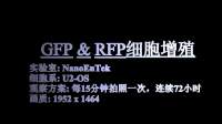 细胞增殖