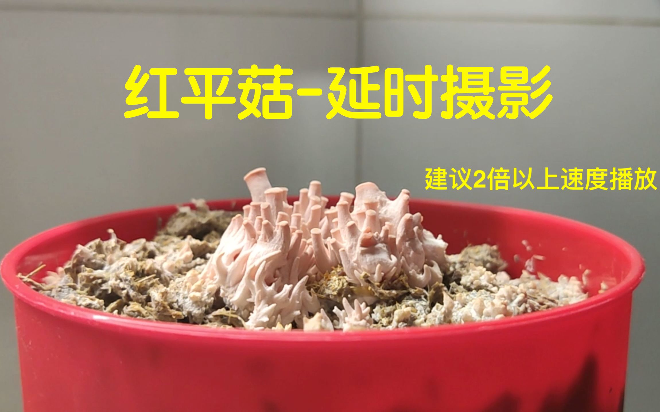 红平菇-延时摄影
