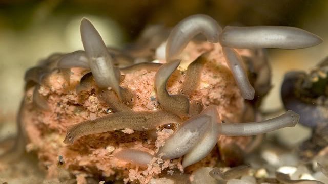 用延时摄影拍摄涡虫分裂生殖的全过程