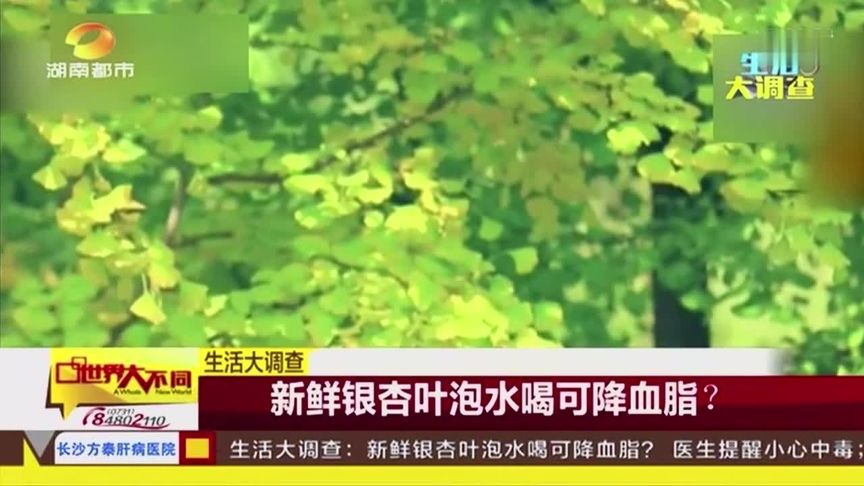 新鲜银杏叶泡水喝可降血脂?