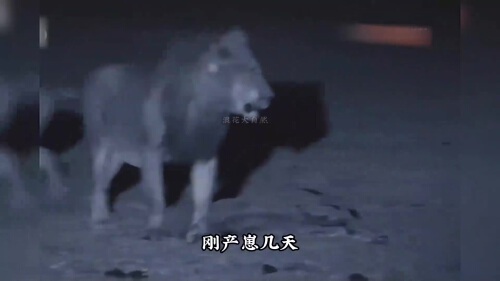 狮王中的模仿丈夫,会照顾刚产崽的雌狮