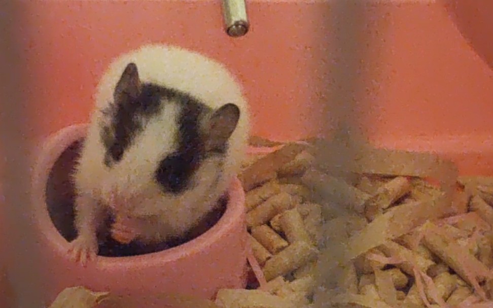 【仓鼠旺仔】静静的看旺仔吃播–静静的看旺仔长胖