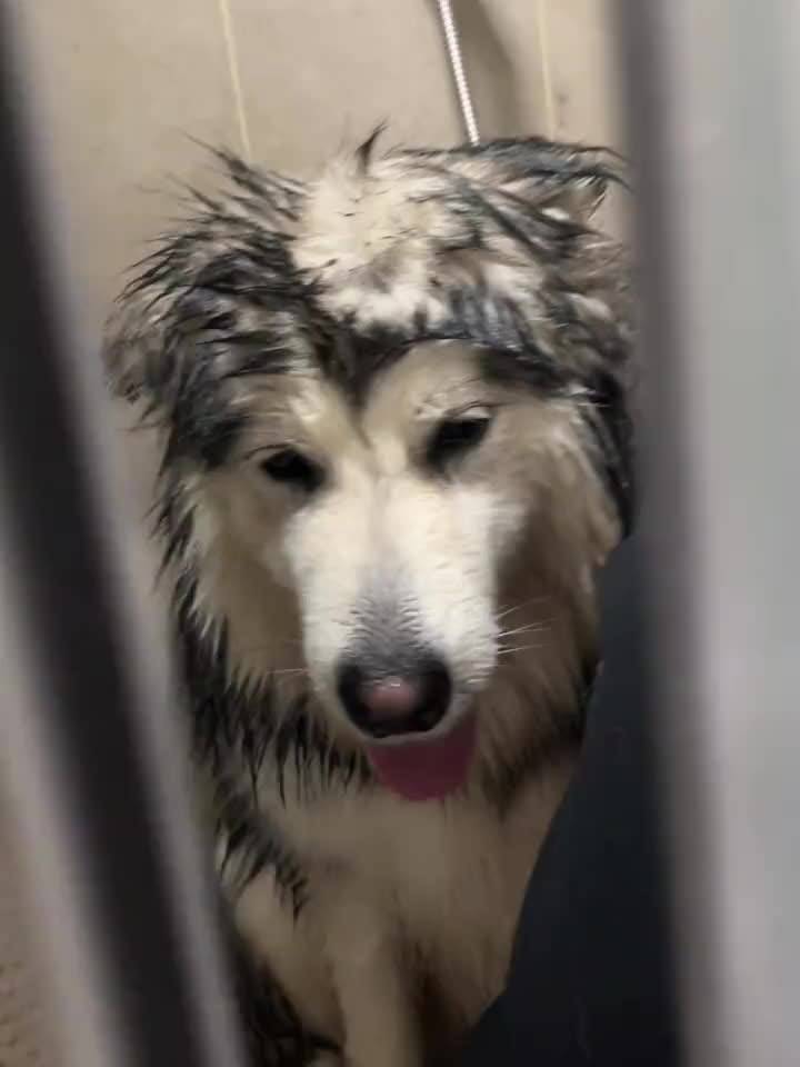 小狗洗澡篇--强颜欢笑版