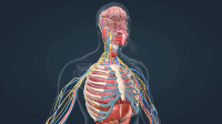 3D动画演示呼吸系统如何工作 其主要负责吸入氧气和呼出二氧化碳