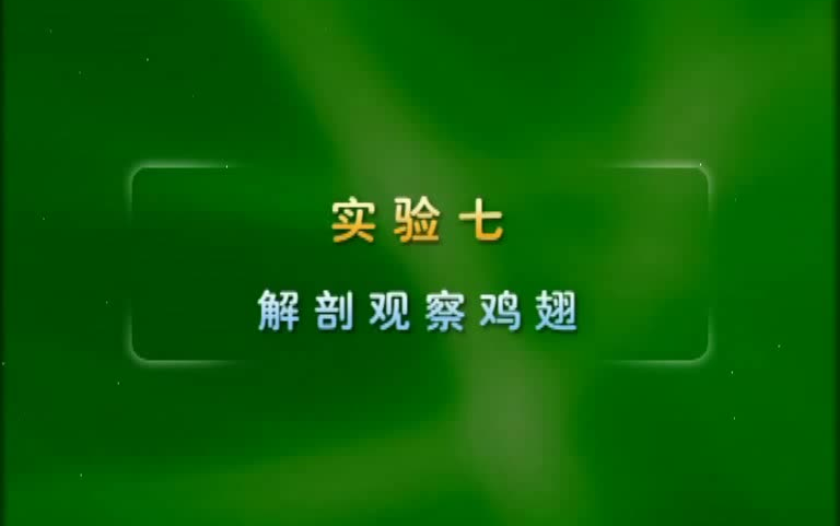 初中生物实验操作视频:解剖观察鸡翅