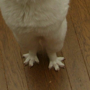 呼呼HHuu 