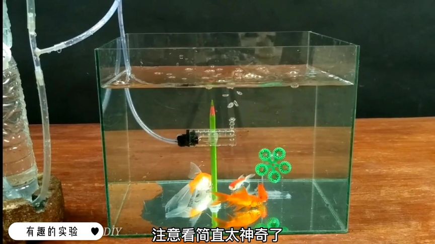 用塑料瓶和瓶子就可以制作的鱼缸增氧装置,简直不要太神奇。