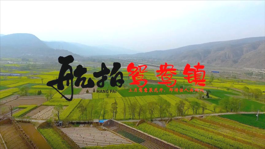 航拍鸳鸯镇(天水市武山县)-三月鸳鸯菜花开,那得佳人共此间