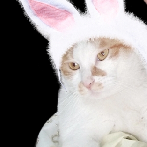 小野猫萝 