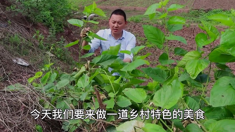 四川人小时候吃过的桑叶豆腐,柴火灰加桑叶制作,现在基本失传了13395