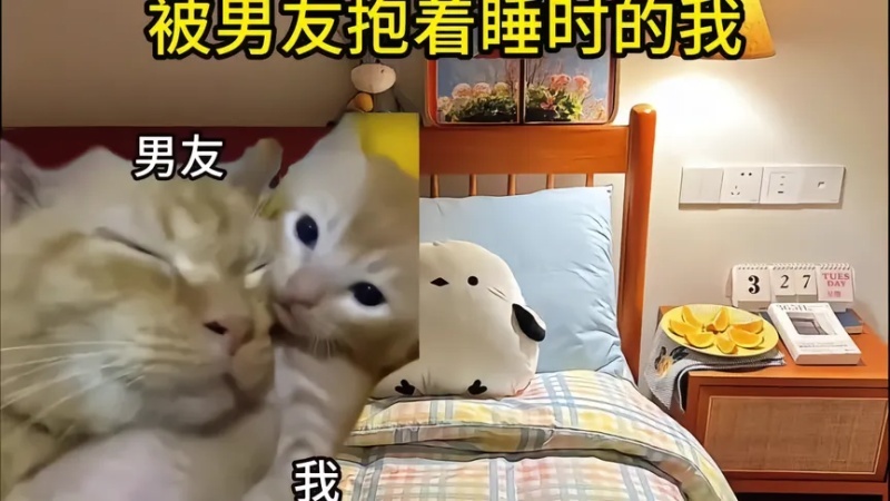 被男友抱着睡时的我 猫咪表情包 谁能拒绝傻憨憨的小猫咪