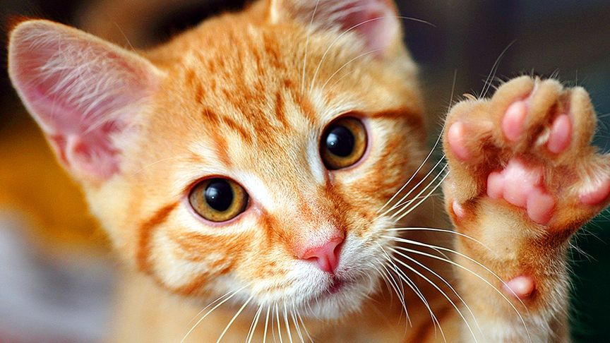 家里养的猫做什么动作,才是表明喜欢你?