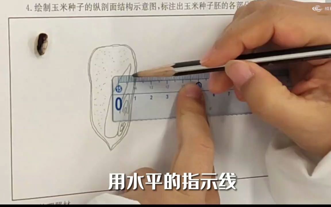 实验6:观察玉米种子的结构