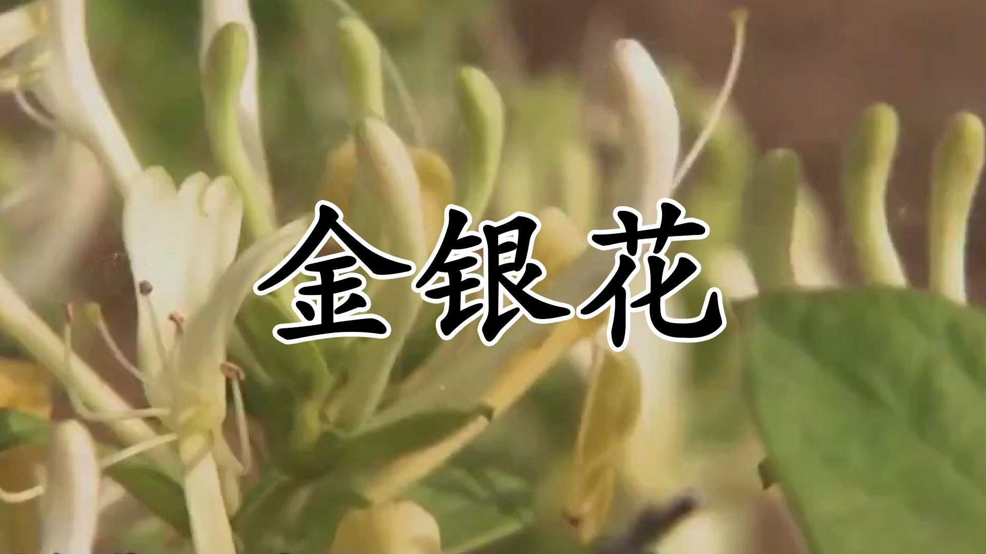 夏天来了,金银花的功效与禁忌,要了解清楚